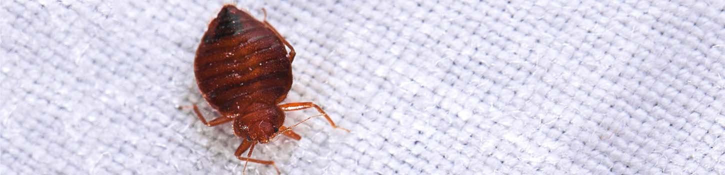 Bed Bugs Edmonton Edmonton Bed Bugs Removal Service Pest Force Canada