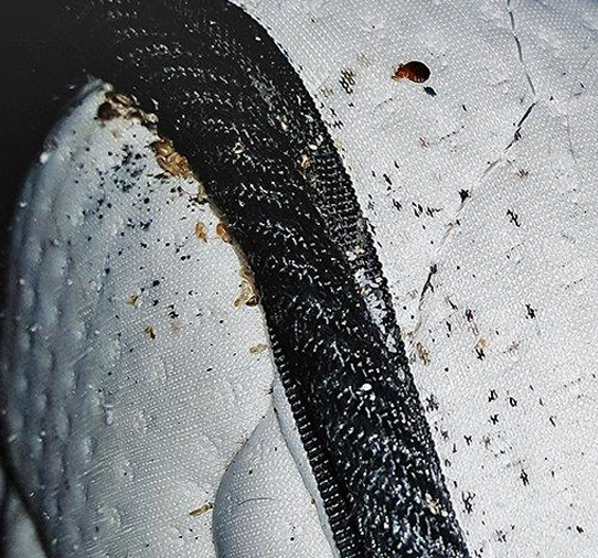 Calgary Bed Bugs Removal Pest Force Calgary